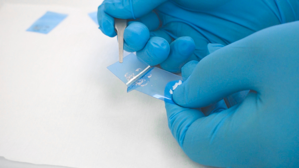 Viscoelastic transfer of 2D material using PDMS | Ossila