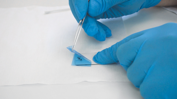 Viscoelastic transfer of 2D material using PDMS | Ossila